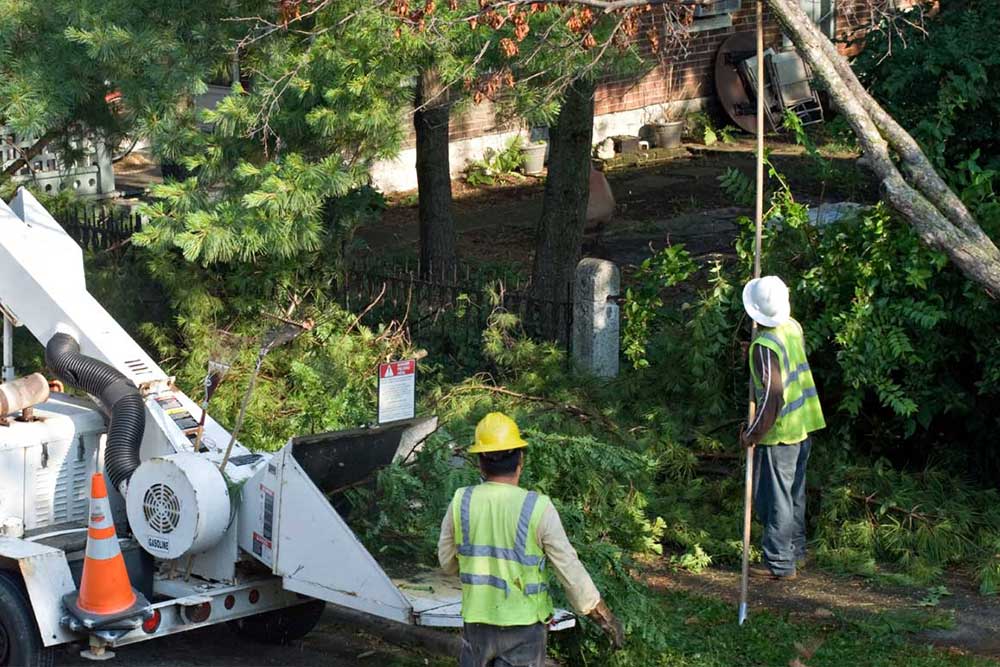 Summer-Special 15% Off Tree Removal - G&R Tree Service